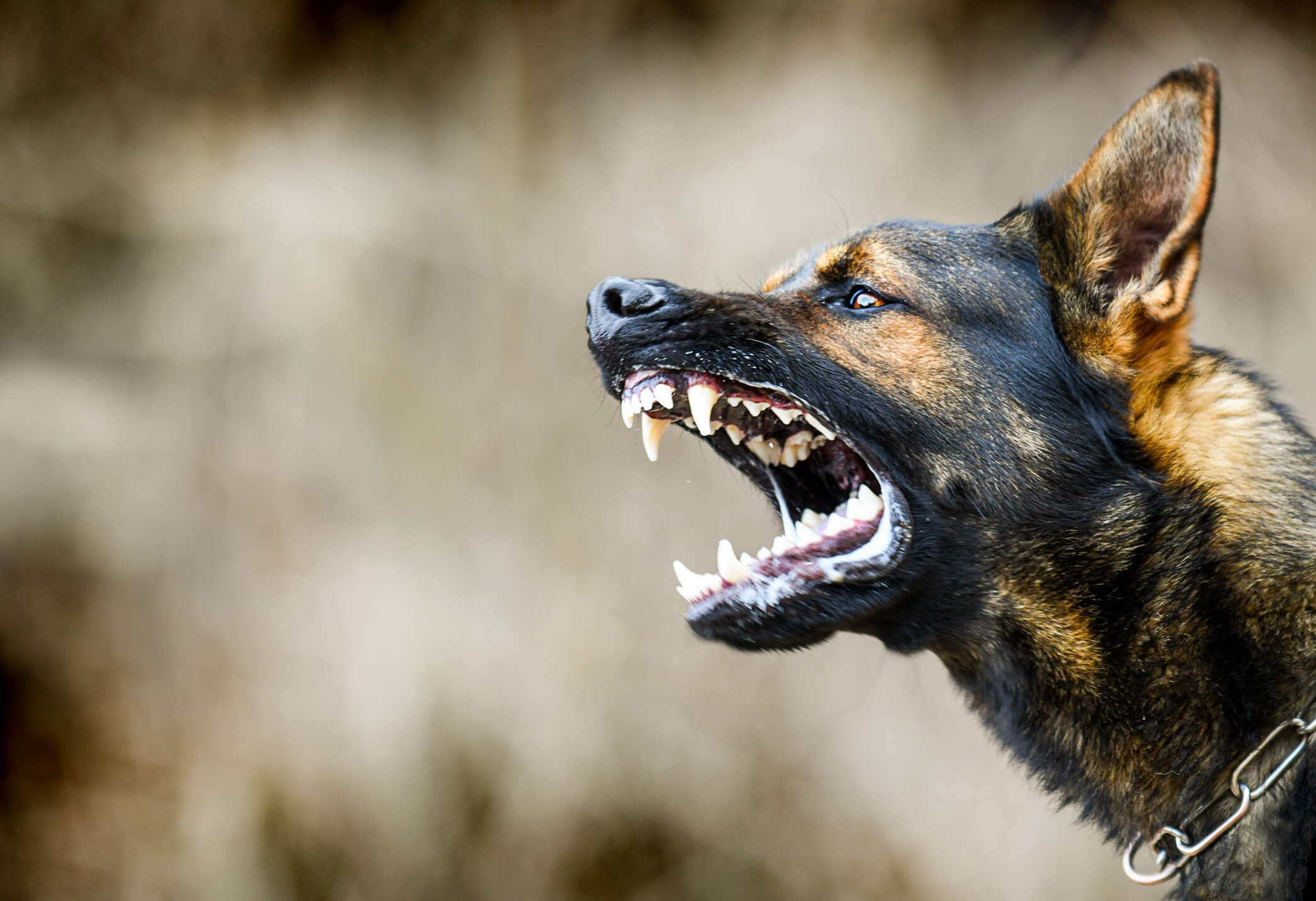 The Role of Insurance in Dog Bite Claims | Bornstein & Emanuel